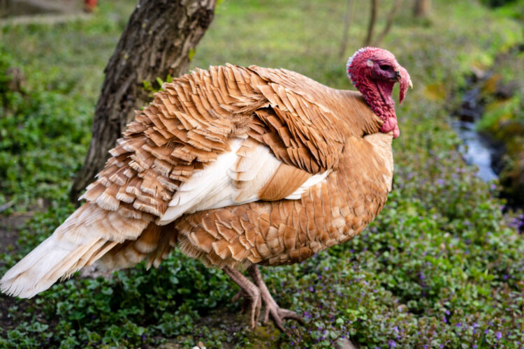 Heritage Breed Turkeys: Kentucky’s Bourbon Red Turkey - Grit
